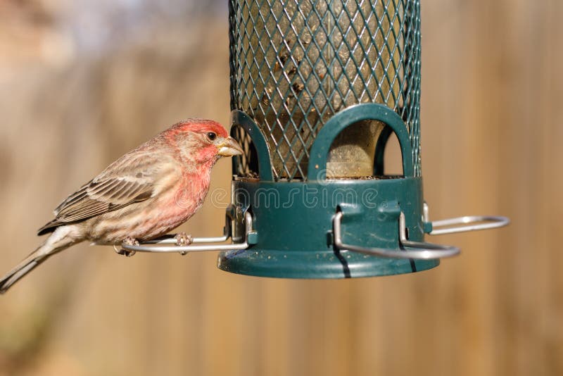 Bird Feeding at Backyard Feeder Stock Image - Image of bird, birds ...
