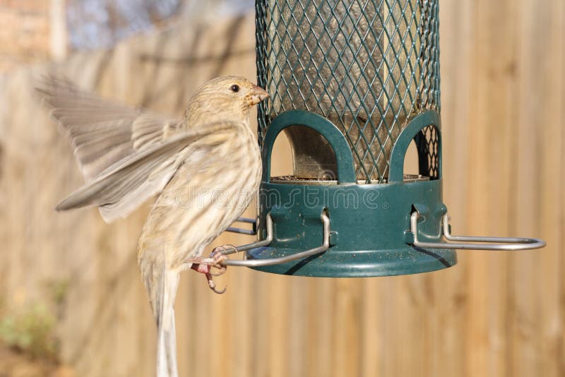 Bird Feeding at Backyard Feeder Stock Image - Image of small, camera ...