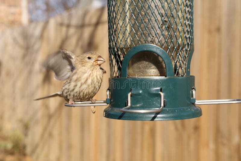 Bird Feeding at Backyard Feeder Stock Image - Image of birds, camera ...