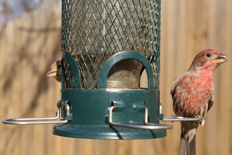 Bird Feeding at Backyard Feeder Stock Image - Image of small, camera ...