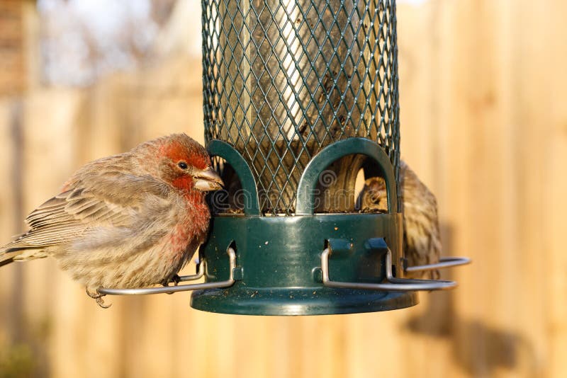Bird Feeding at Backyard Feeder Stock Image - Image of small, wildlife ...