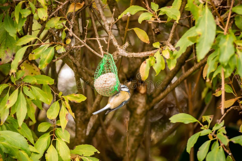 Bird Feeding from a Fat Ball Stock Photo - Image of closeup, autumn ...
