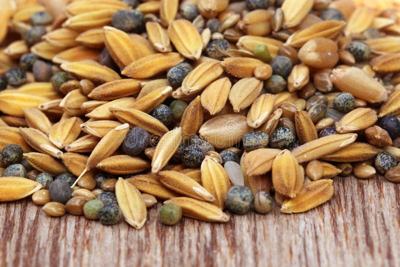 Bird feeding grains stock photo. Image of rice, background - 39937820