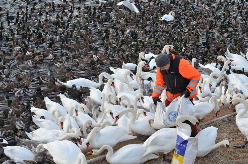 Bird feeding in Stockholm editorial image. Image of cold - 28905920