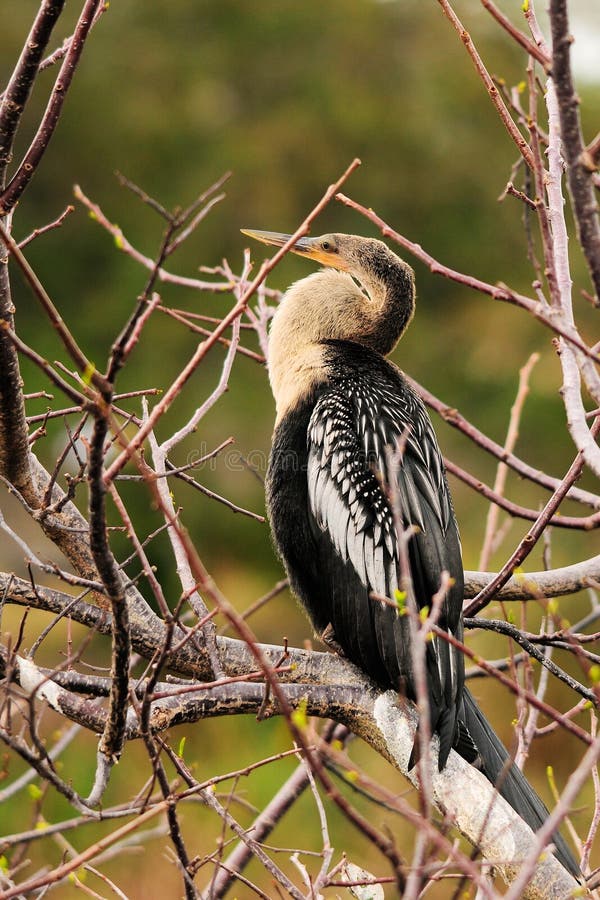 Female anhinga taking off stock photo. Image of feather - 29561620