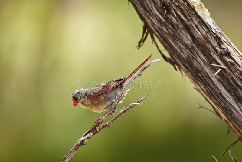Bird stock photo. Image of cardinal, female, molting - 43188000