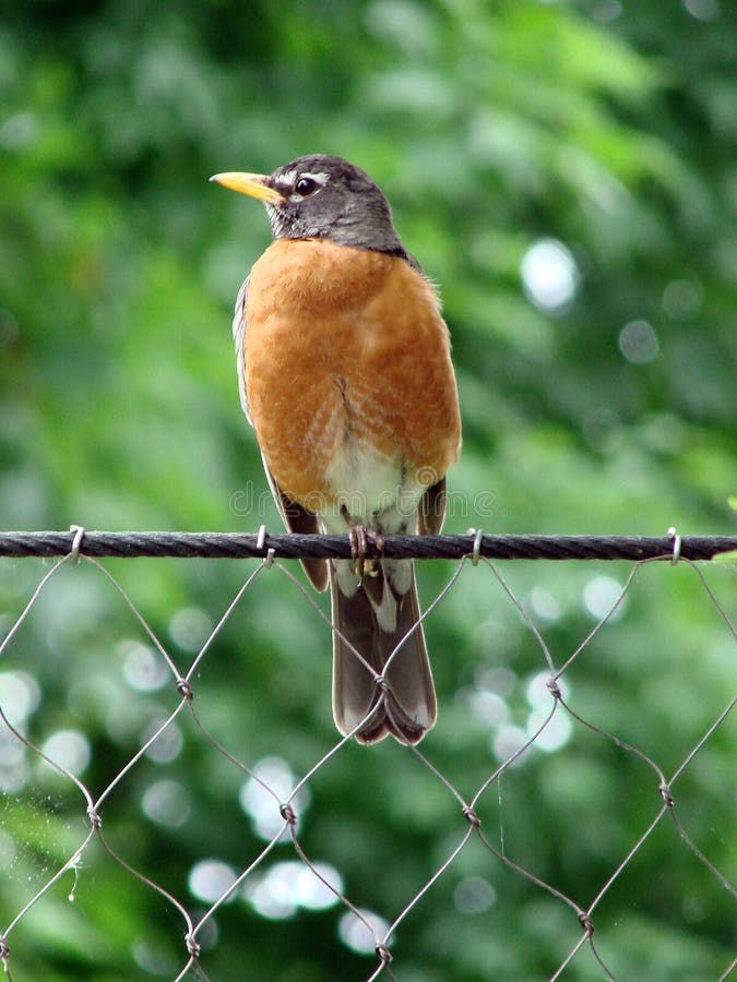 Bird on a Fence stock image. Image of green, feathers - 14208273