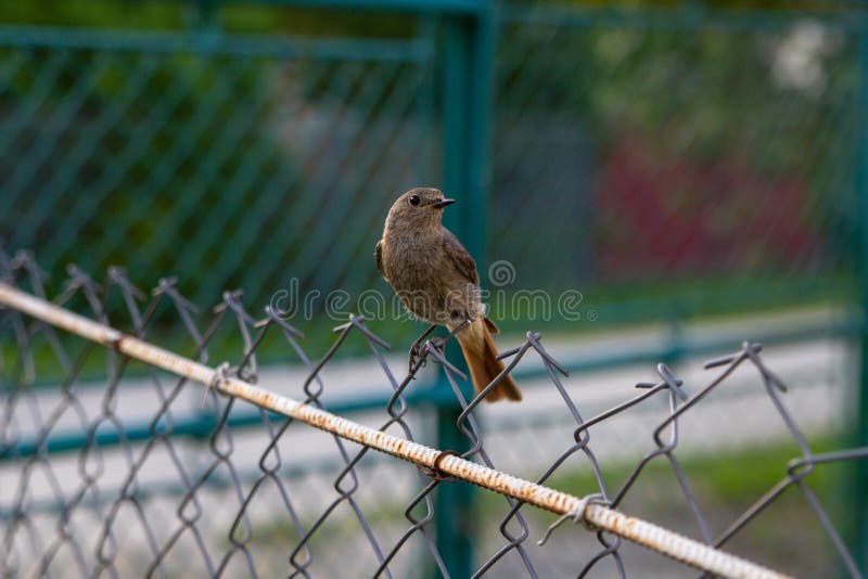 Bird on the Fence,bird Sitting on a Metal Mesh Fence Stock Image ...