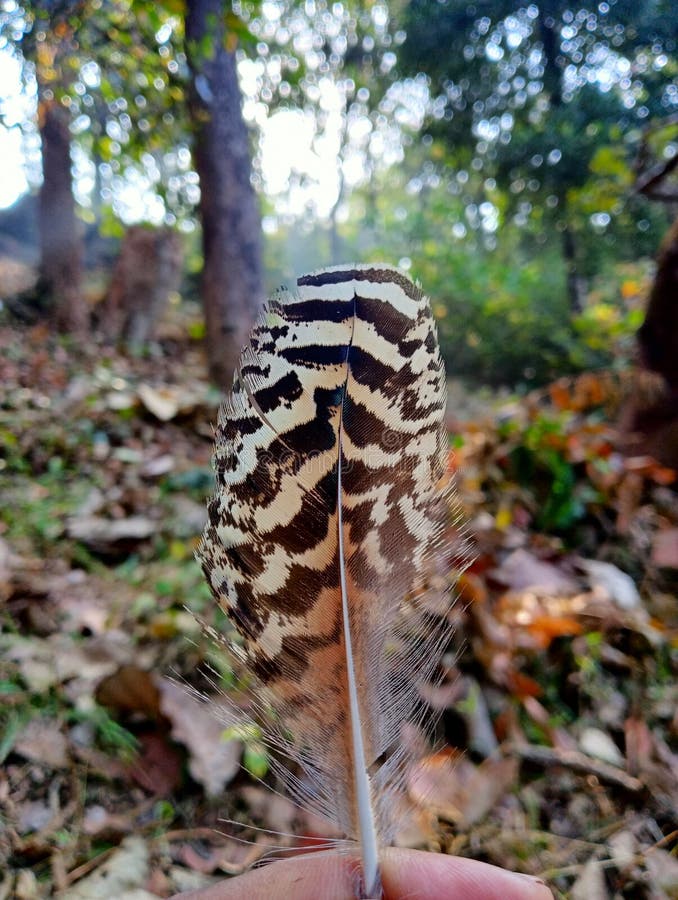 Bird fether .... stock photo. Image of green, fether - 251410324