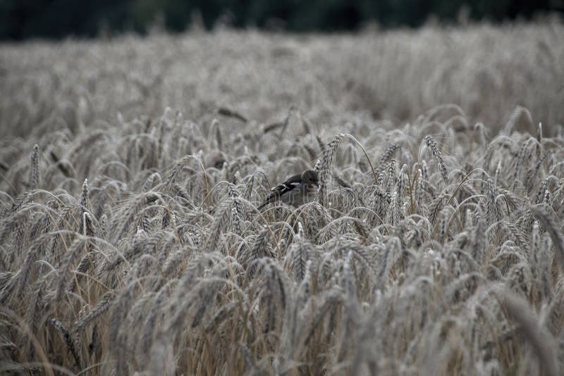 Bird in the field stock image. Image of food, forest - 257900567