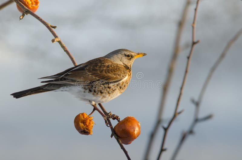 Fieldfare (Turdus pilaris) stock image. Image of natural - 23166827