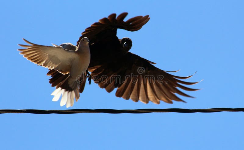 Bird fight stock photo. Image of flight, battle, dove - 43548180
