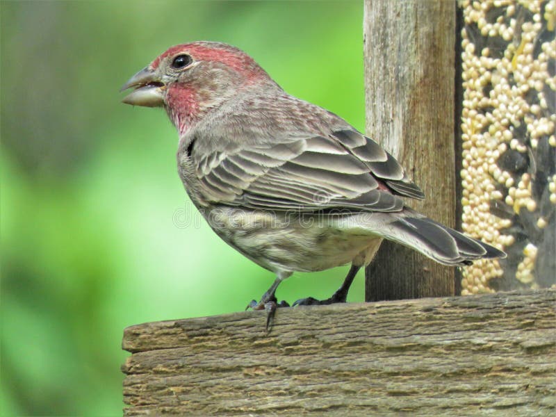 Bird, Finch, Fauna, Beak Picture. Image: 112594619