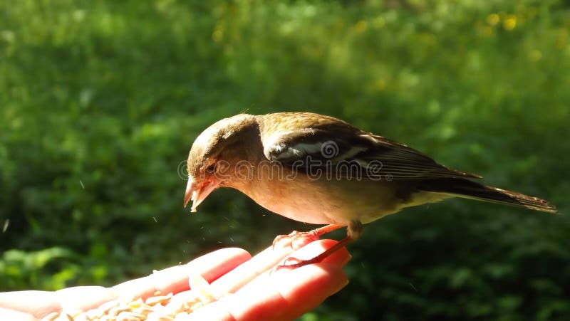 A Bird-finch Feeds from Hand Stock Photo - Image of wildlife, feeding ...
