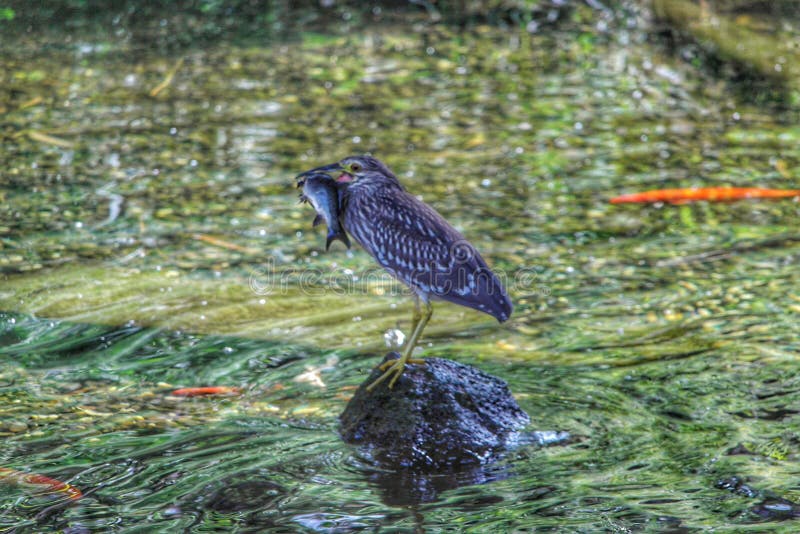 Bird with Fish stock photo. Image of canarian, loro - 142975662