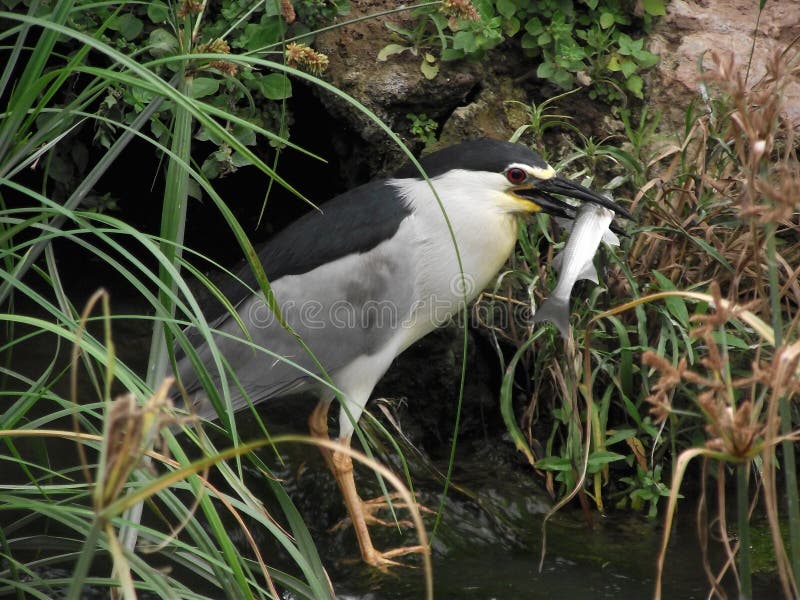 Bird with fish stock image. Image of blackcrowned, heron - 50417887