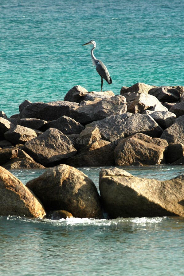 Bird Fishing Picture. Image: 4874978