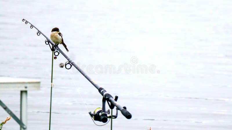 Bird on a fishing rod stock photo. Image of nature, small - 218156010