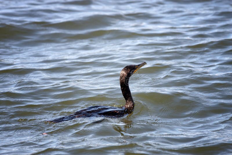 A Bird Fishing in the Water Stock Photo - Image of bird, beak: 23405310