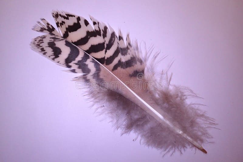 Bird Flake on White Background Stock Photo - Image of fauna, bird ...