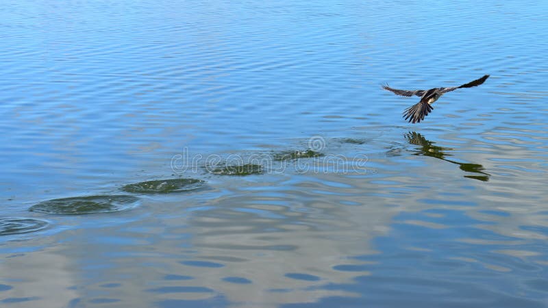 Bird Flapping Its Wing To Take-off Stock Photo - Image of flap, animal ...