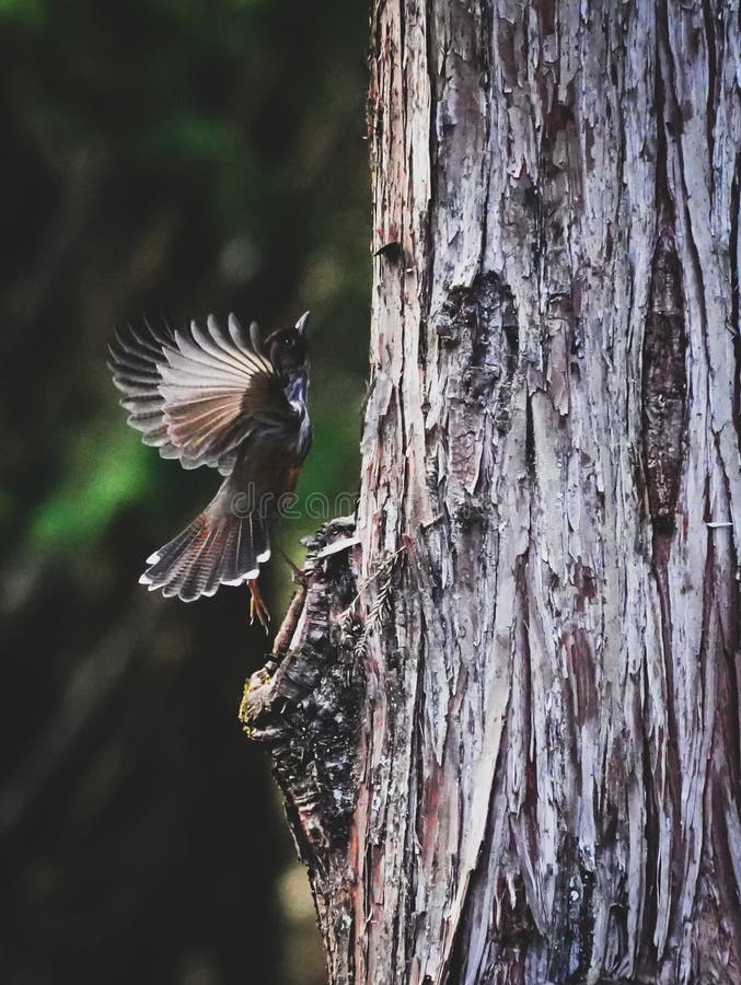 The Bird Flapping Its Wings Stock Image - Image of bird, wing: 313069301