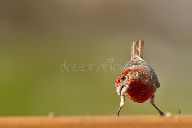 Bird stock image. Image of bird, insect, organism, cardinal - 43188011