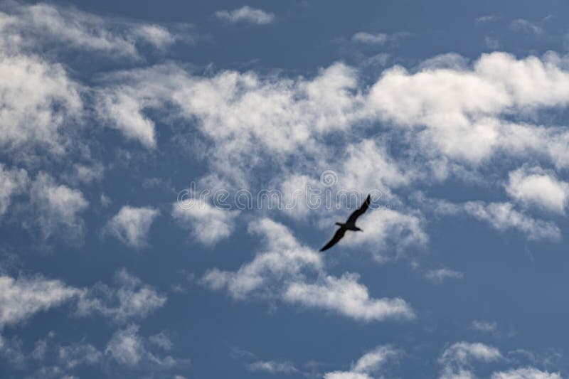 A Bird Flies through a Cloudy Sky Stock Image - Image of soar, fauna ...