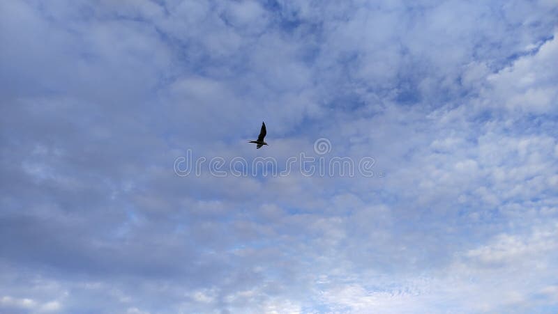 A Bird Flies Freely Across the Beauty of the Sky Stock Image - Image of ...