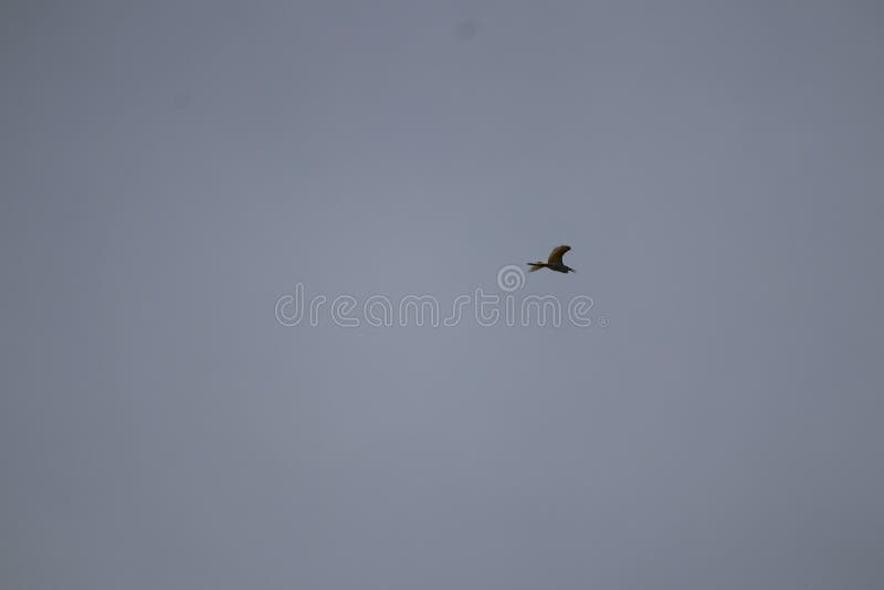 A Bird Flies Freely in the Sky at Sunset. Stock Photo - Image of light ...