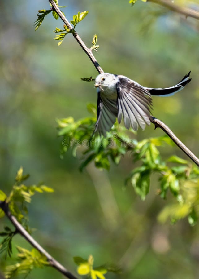 A Bird Flies Off a Branch with Its Prey Stock Photo - Image of birds ...