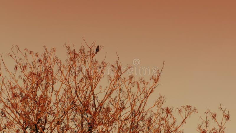 Bird Flies Off Tree at Sunset Stock Footage - Video of sunset, forest ...