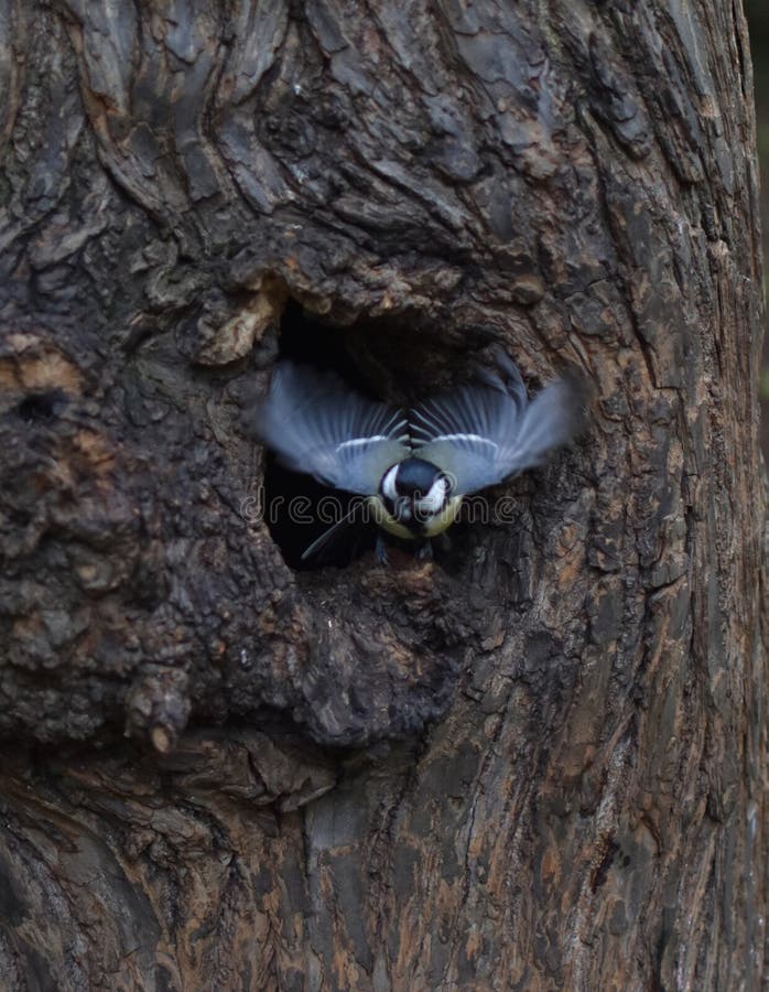A bird flies out of a hole stock photo. Image of flying - 276534450
