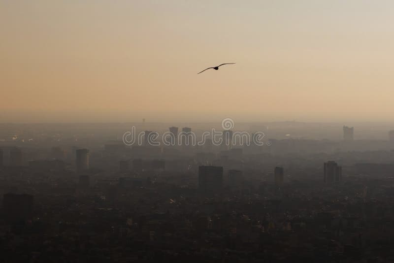 The Bird Flies Over the City Stock Image - Image of urban, flies: 242053677