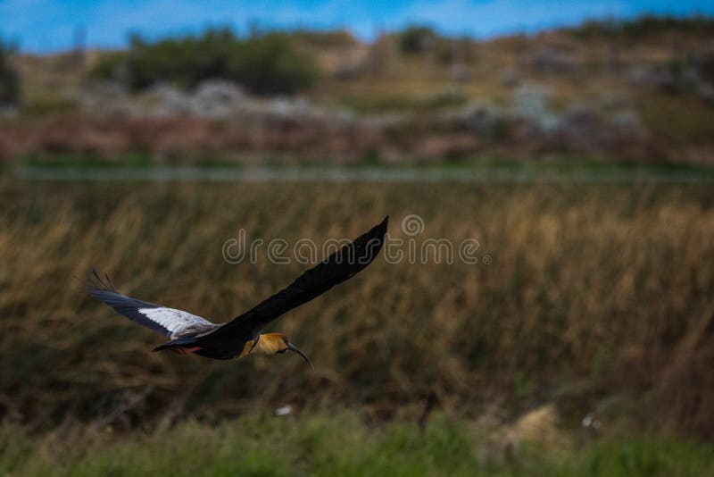 The Bird Flies Over the Field. Shevelev. Stock Photo - Image of outdoor ...