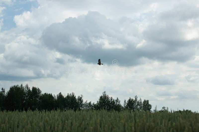 A Bird Flies Over a Green Field Stock Photo - Image of landscape ...