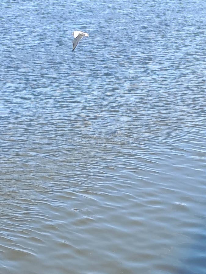The Bird Flies on the Water Stock Photo - Image of wing, ocean: 284381848