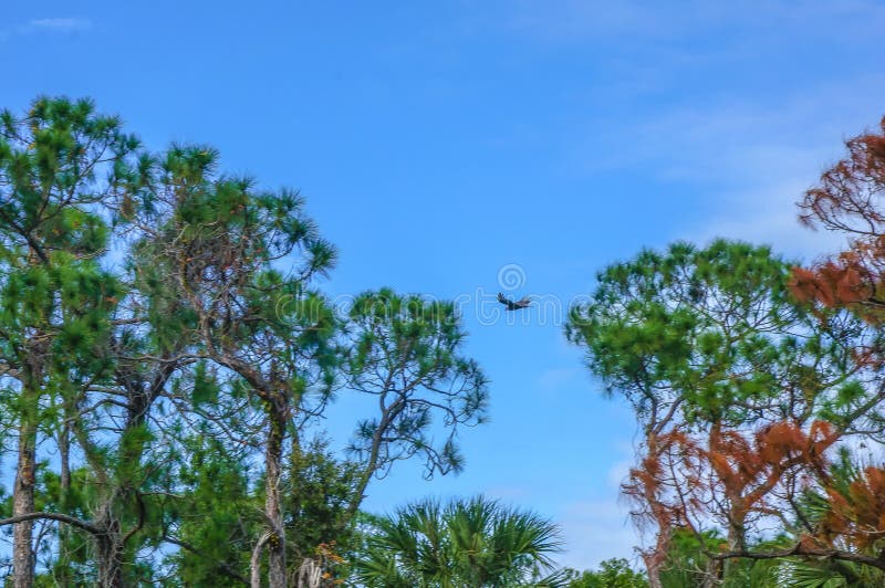 Bird Flies Over Slash Pine Tree Stock Image - Image of fall, county ...
