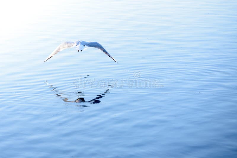 Bird flies over water stock photo. Image of closeup - 115378190