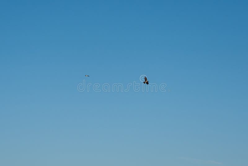A Bird Flies in the Sky Above a Blue Sky Stock Photo - Image of cloud ...