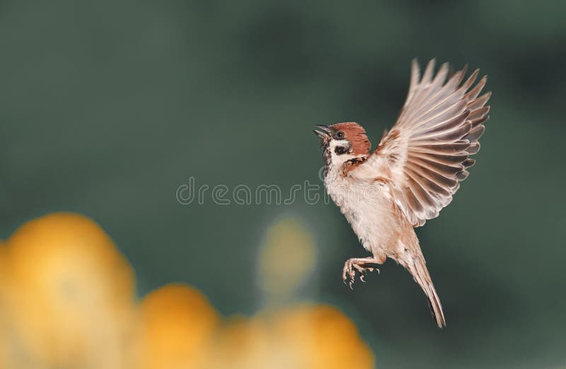 Bird Flies Up and Straightened the Feathers and Wings Stock Image ...
