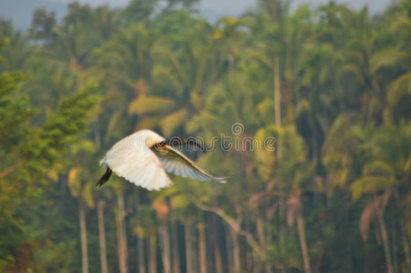 Bird on flight stock image. Image of flight, nature - 180905785