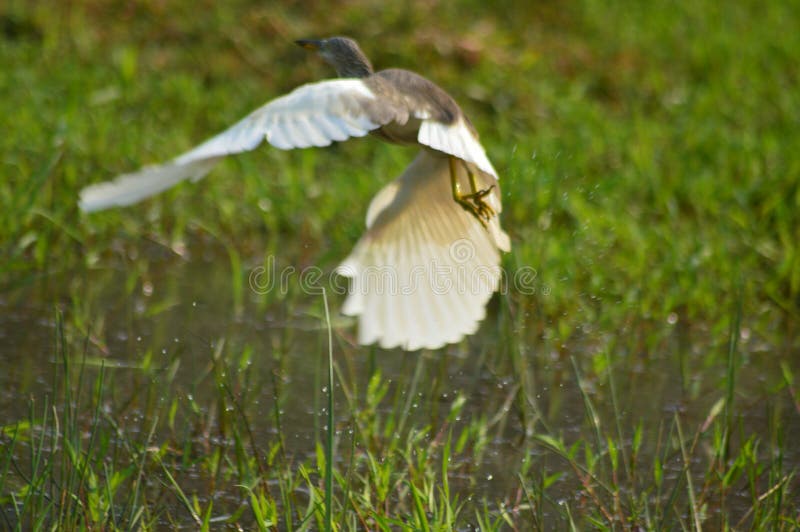 Bird on flight stock image. Image of nature, duck, wildlife - 182421109