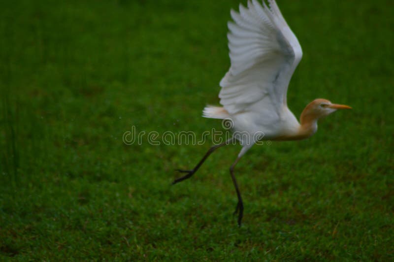Bird on flight stock photo. Image of heron, flight, bird - 184579576