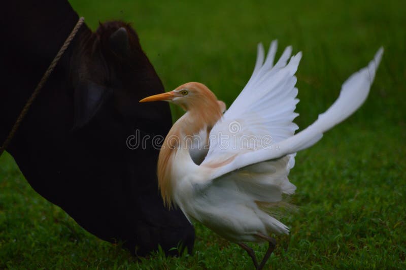 Bird on flight stock photo. Image of diagram, font, screenshot - 184579674