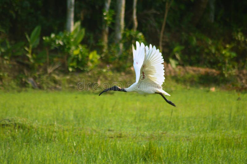 Bird on flight stock photo. Image of wing, flight, seabird - 185634594