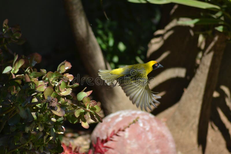 Bird in flight stock image. Image of bird, beak, wildlife - 193580769