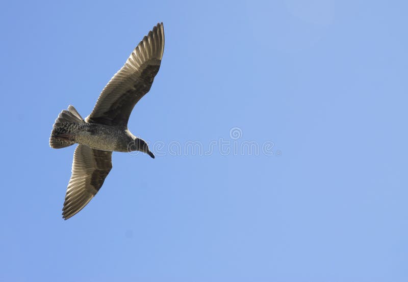 4,258 Dynamic Bird Stock Photos - Free & Royalty-Free Stock Photos from ...