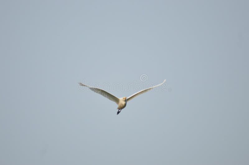 Bird on flight stock photo. Image of wing, seabird, flock - 201947922