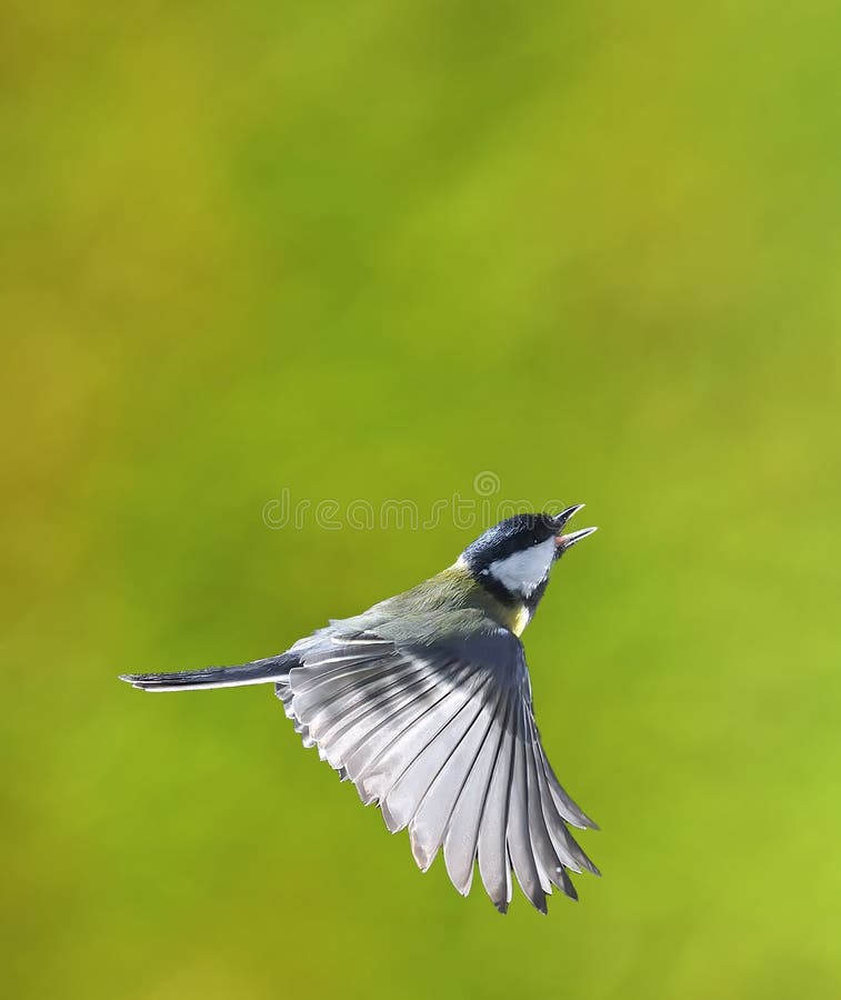 Bird in flight. stock image. Image of biodiversity, birds - 22327415